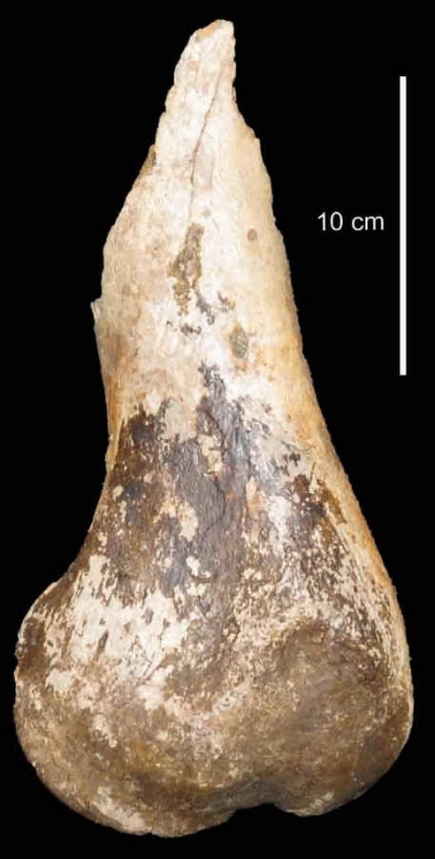 Mammoth Bones – Conisbrough and Denaby Crags